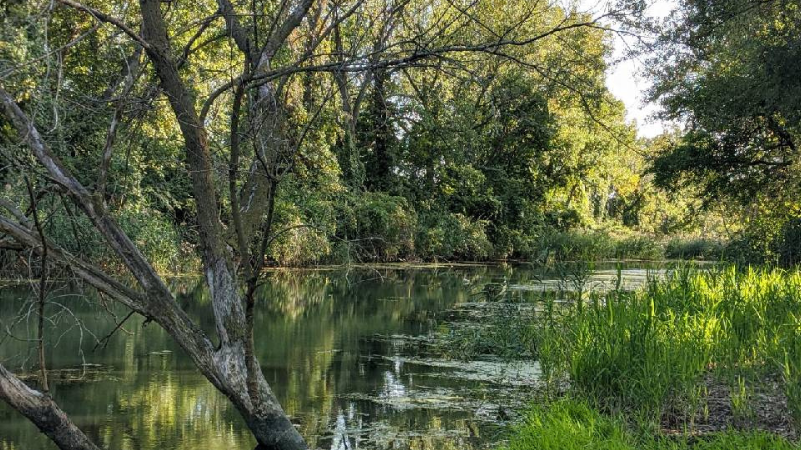 Project – Otter Creek – Maumee AOC